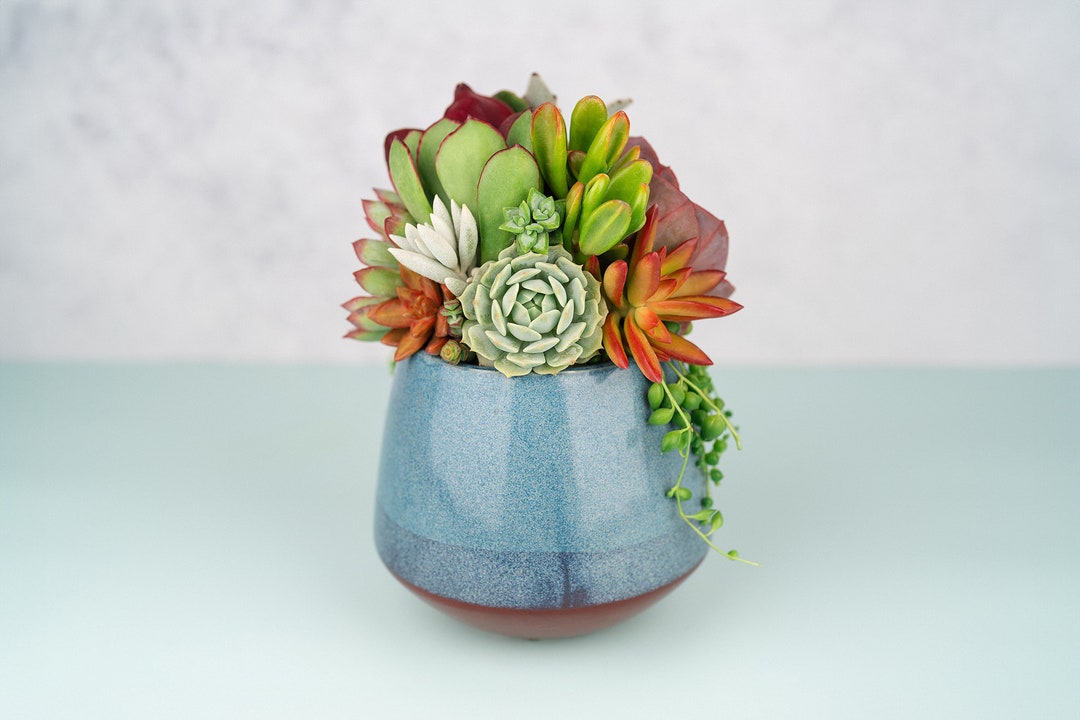 Blue Wave Succulent Arrangement Planter: Living Succulent Gift for ...