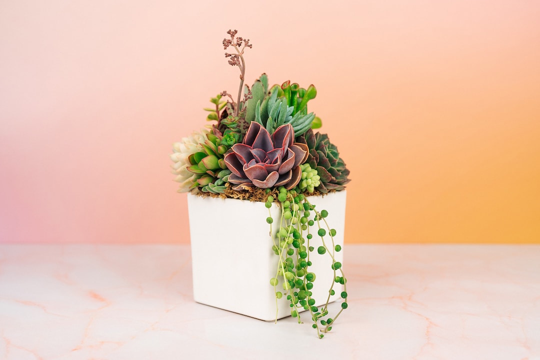 White Cube Ceramic Succulent Arrangement Planter: Modern Living ...