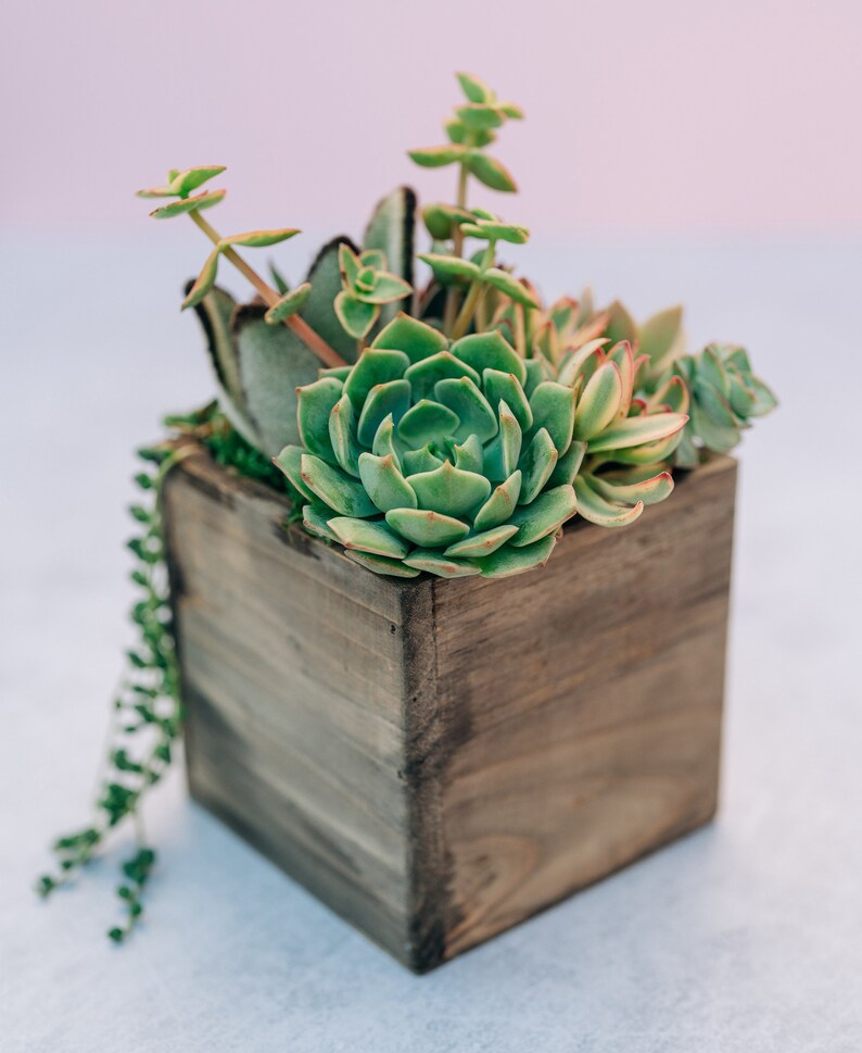 Small Wood Rustic Succulent Arrangement Planter: Living - Etsy