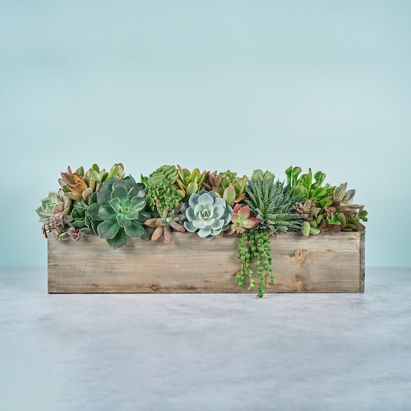 Rustic Succulent Plants for Centerpiece - Etsy