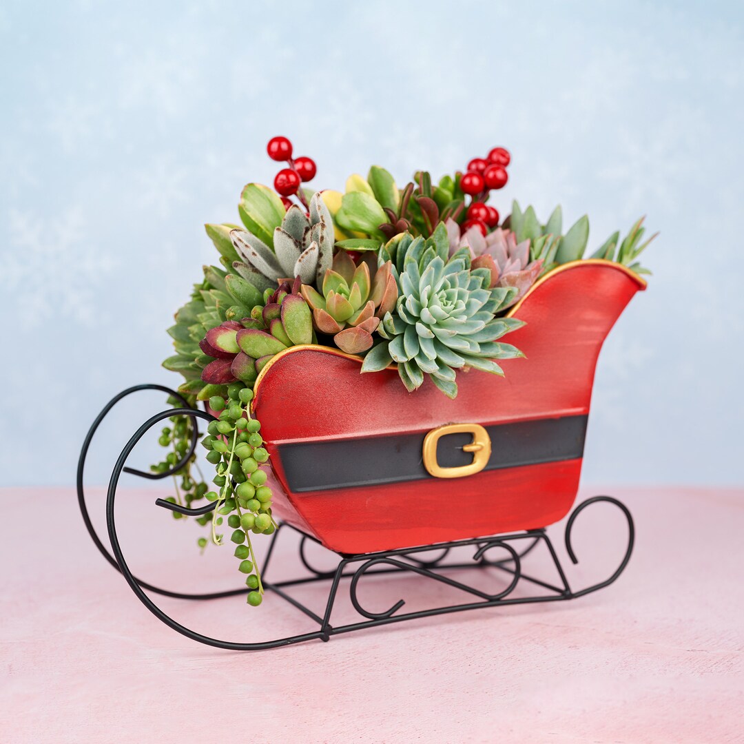 Santa Sleigh Christmas Living Succulent Arrangement Container With Bow ...