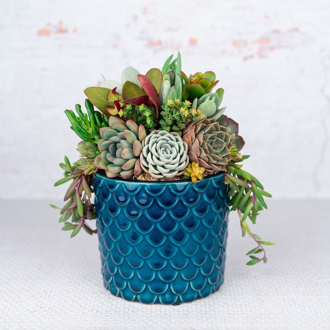 Blue Mermaid Scale Succulent Arrangement: Living Centerpiece Gift - Etsy