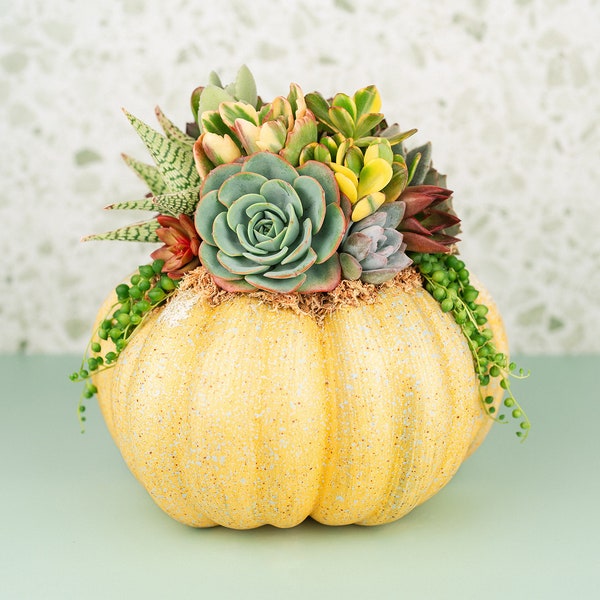 Fall Succulent - Etsy