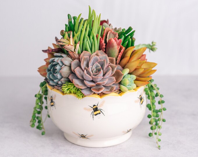 Bumble Bee Succulent Arrangement: Scalloped Ceramic Planter, Living ...