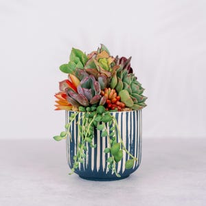 Blue Stripe Succulent Arrangement Planter: Modern Living Succulent Gift ...