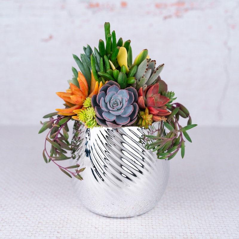 Silver Succulent - Etsy