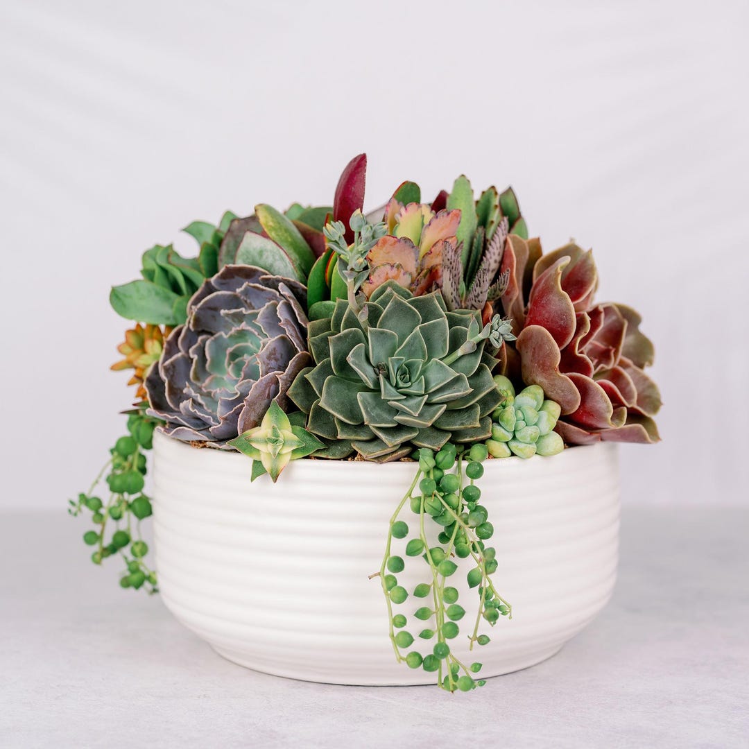 White Ceramic Bowl Succulent Arrangement: Living Centerpiece Gift - Etsy