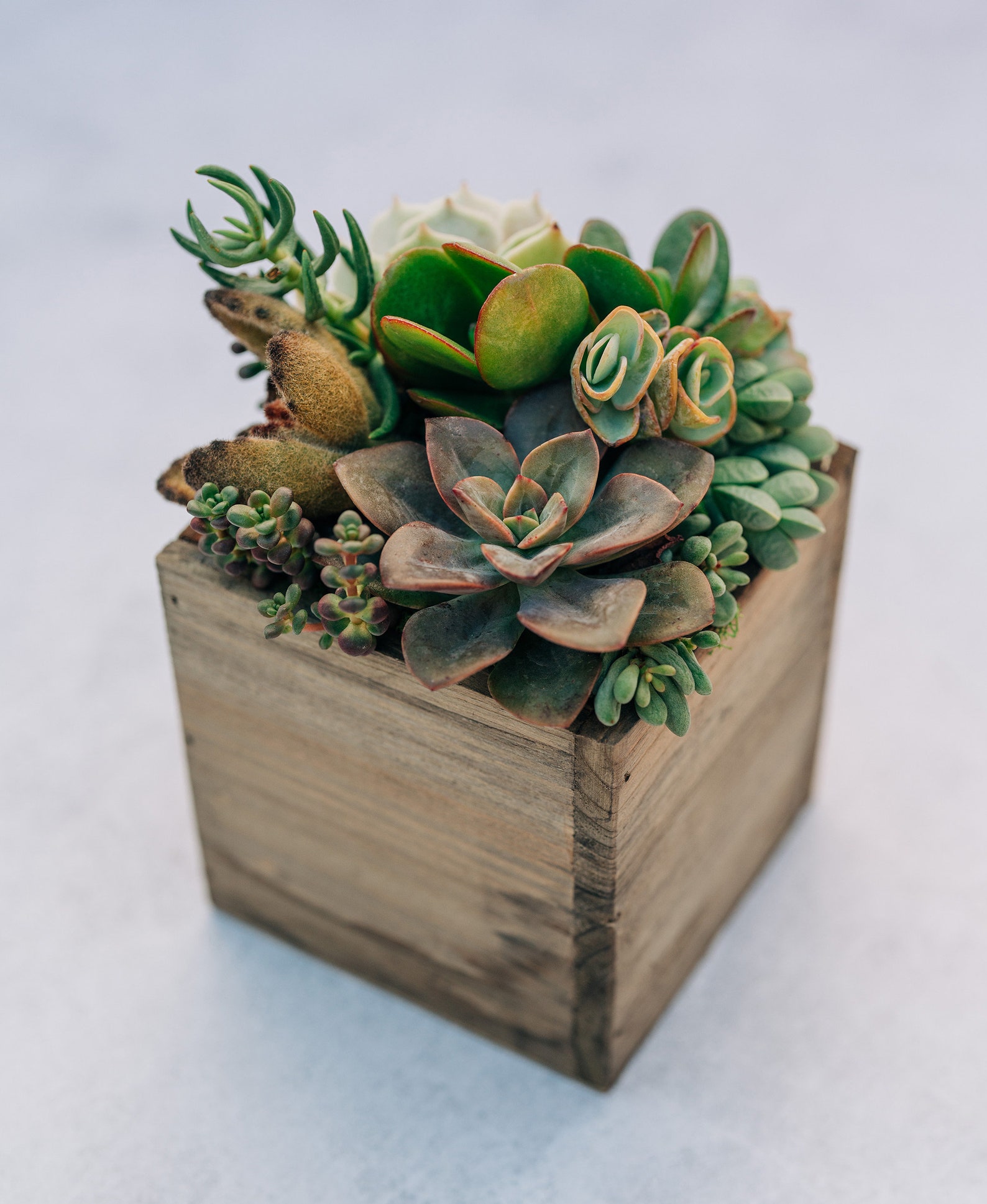Small Wood Rustic Succulent Arrangement Planter: Living - Etsy