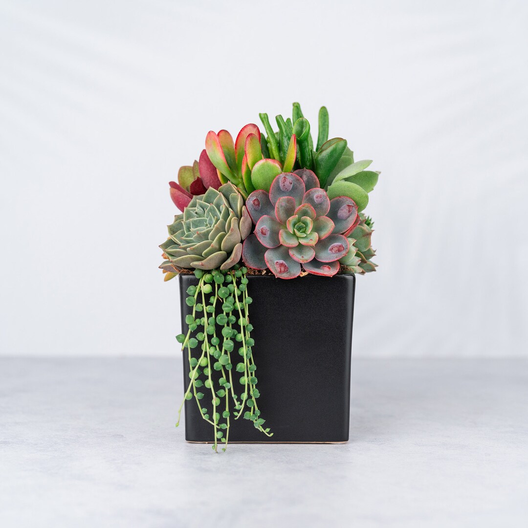 Black Cube Ceramic Succulent Arrangement Planter: Modern Living ...