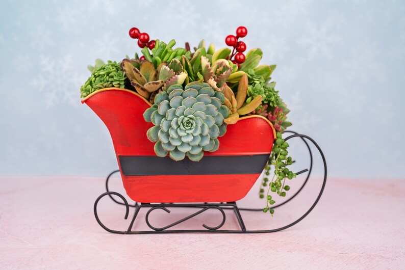 Santa Sleigh Christmas Living Succulent Arrangement Container - Etsy