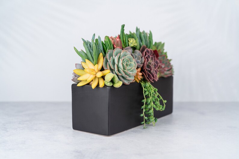 Black Rectangle Succulent Planter Arrangement: Living Succulent ...