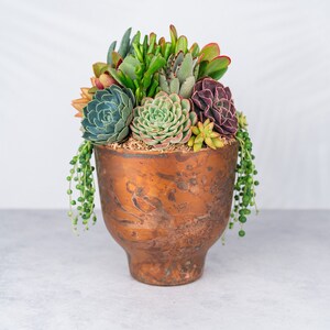 Copper Compote Living Succulent Arrangement: Modern Living Gift ...