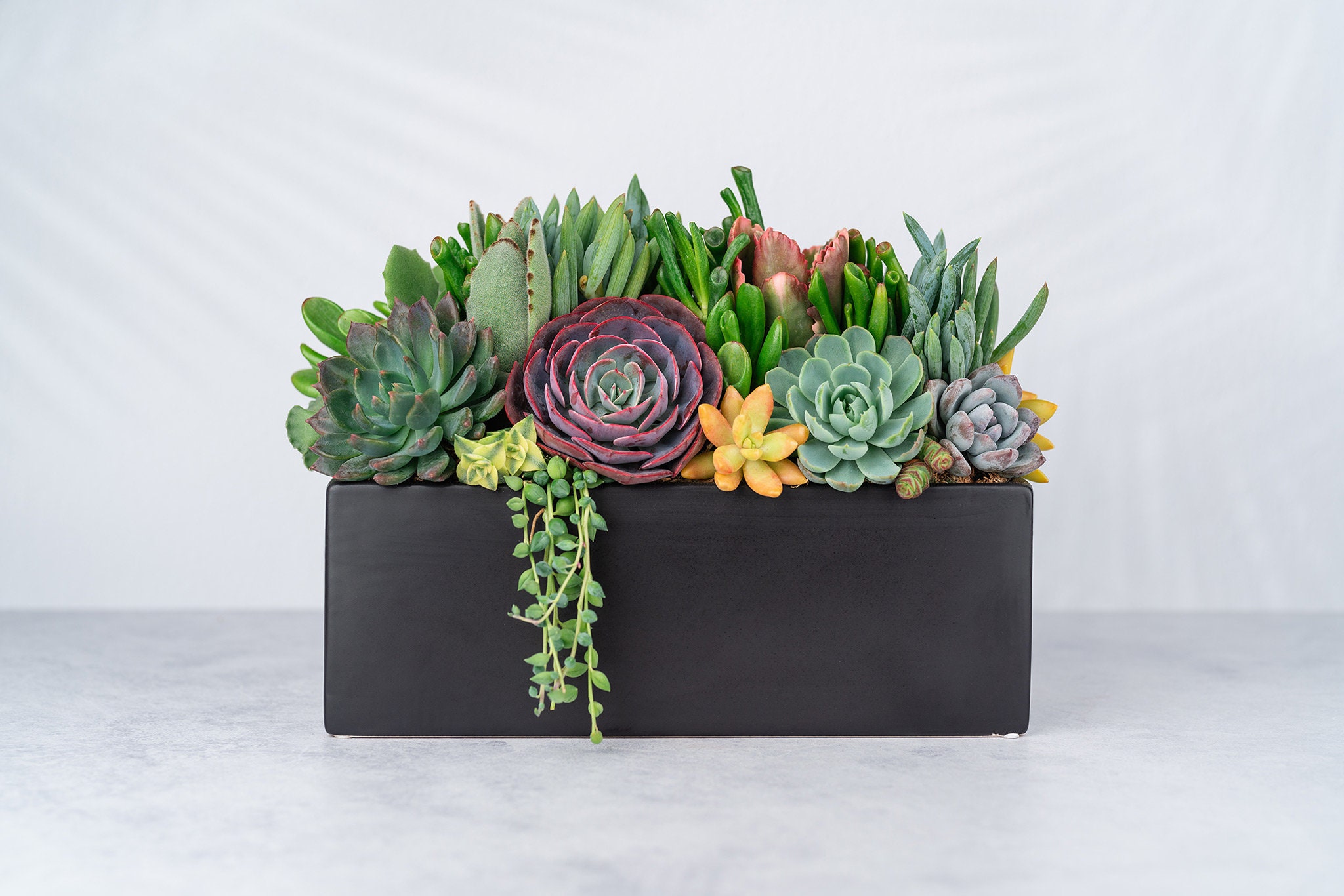 Black Rectangle Succulent Planter Arrangement: Living Succulent ...