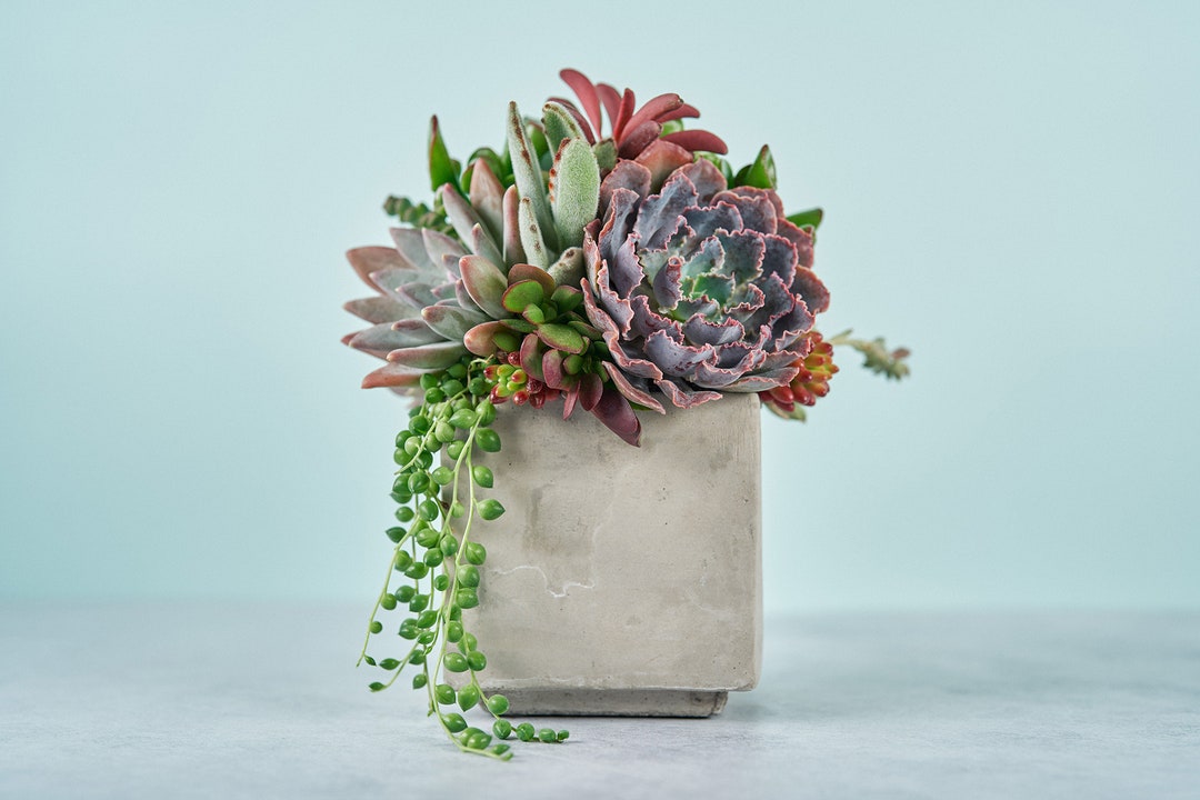 Cement Cube Succulent Arrangement Planter: Modern Living Succulent Gift ...