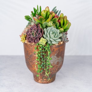 Copper Compote Living Succulent Arrangement: Modern Living Gift ...