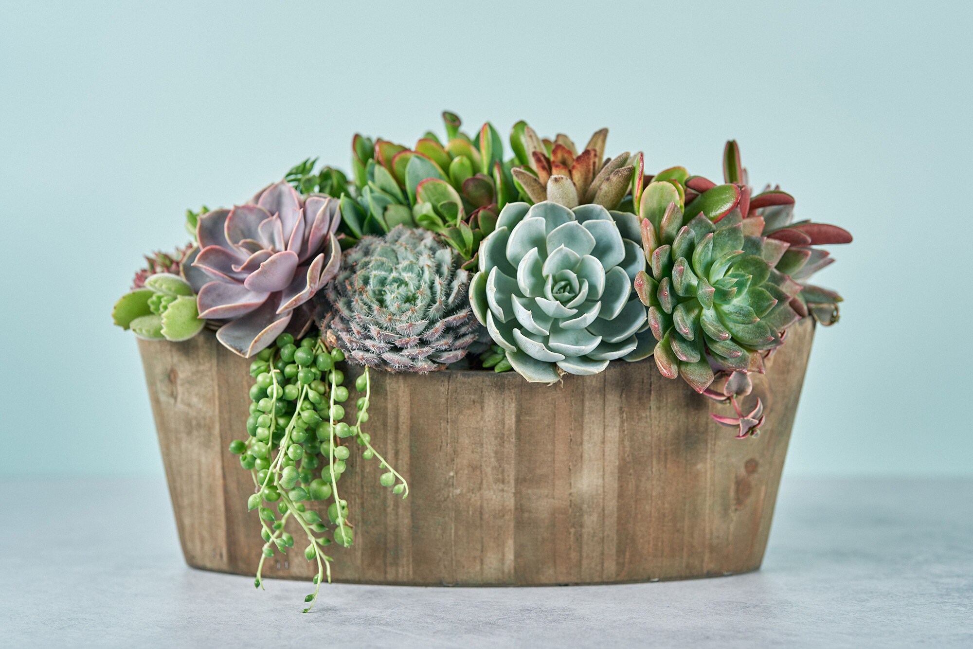 Deep Sea Knobby Planter ~ Indoor Outdoor Succulent Garden ~ Handmade ...