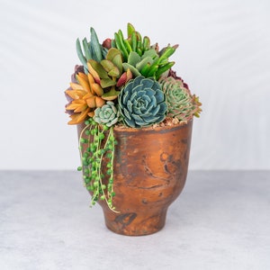 Copper Compote Living Succulent Arrangement: Modern Living Gift ...
