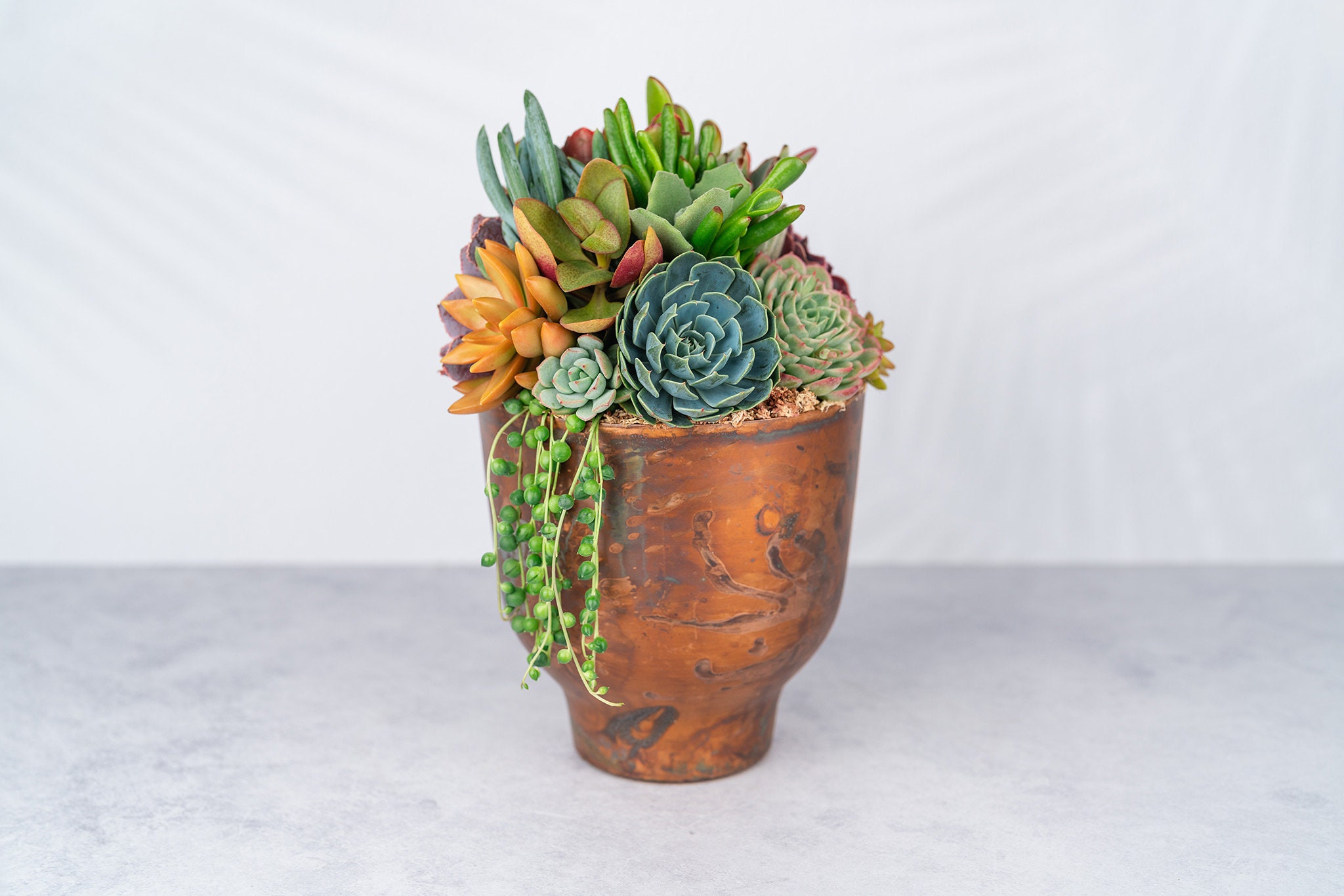 Copper Compote Living Succulent Arrangement: Modern Living Gift ...