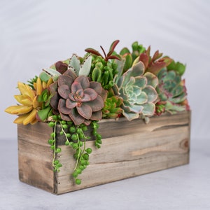 Rustic Wood Rectangle Succulent Arrangement Planter: Living Succulent ...