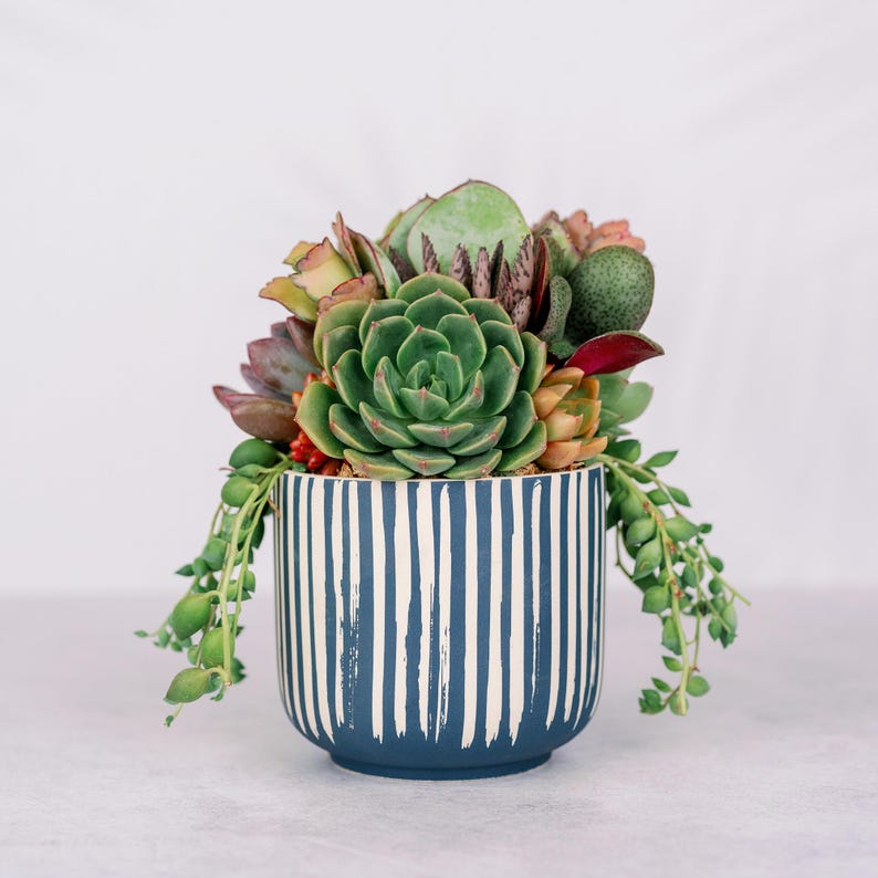 Blue Stripe Living Succulent Arrangement Centerpiece - Etsy