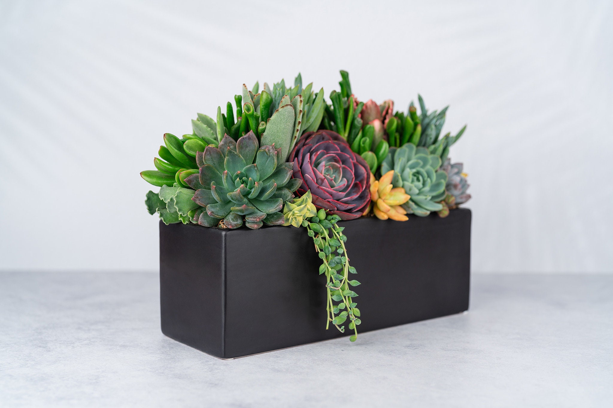 Black Rectangle Succulent Planter Arrangement: Living Succulent ...