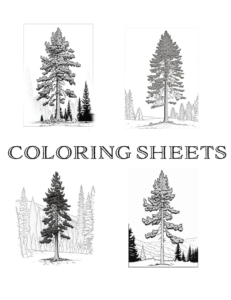 Coloring Page Douglas Fir Pacific Northwest - Etsy