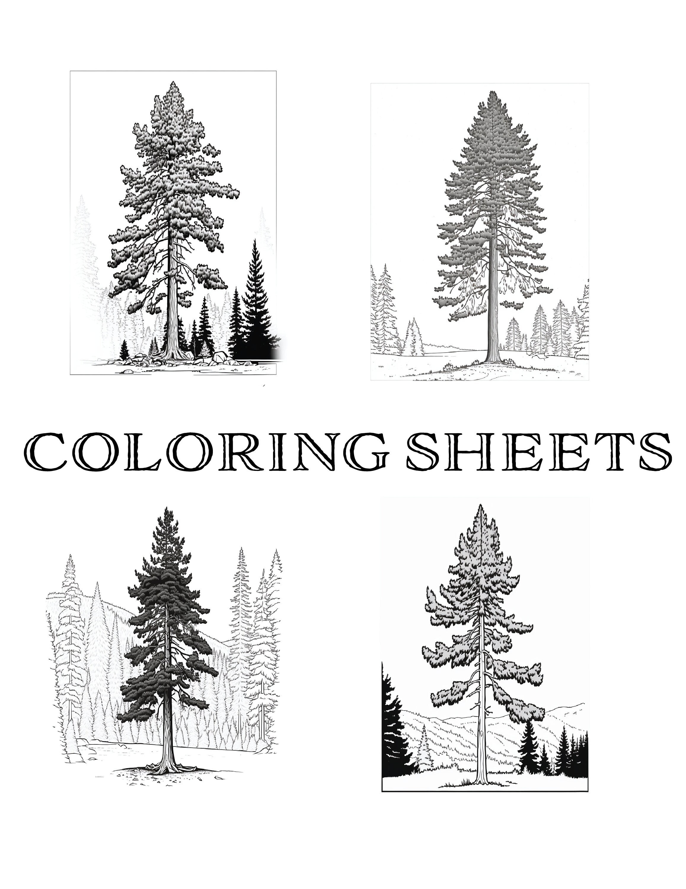Spruce Tree Coloring Page