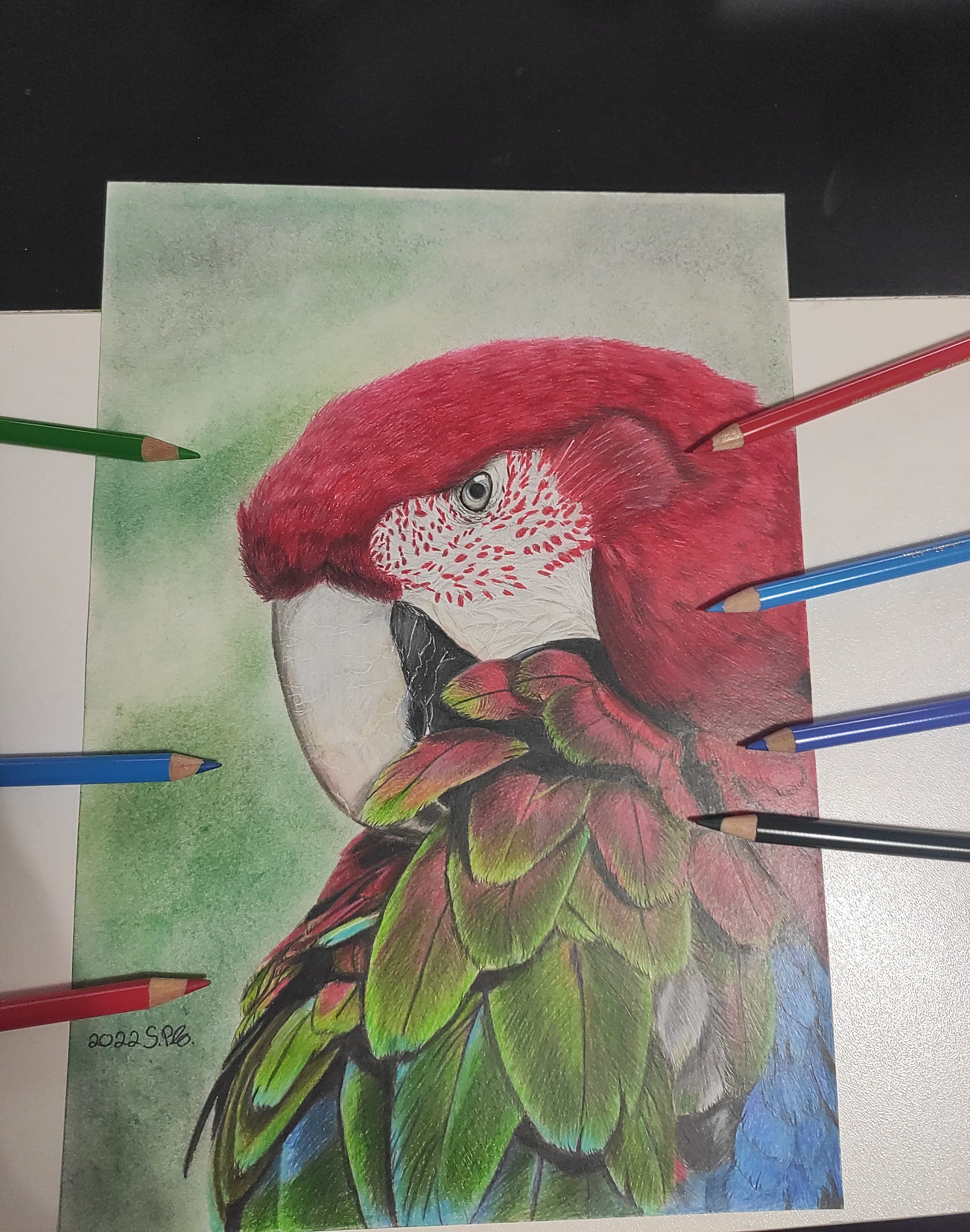 Parrot Crayon Drawings A4 Original Gift Macaw Drawn Wall - Etsy