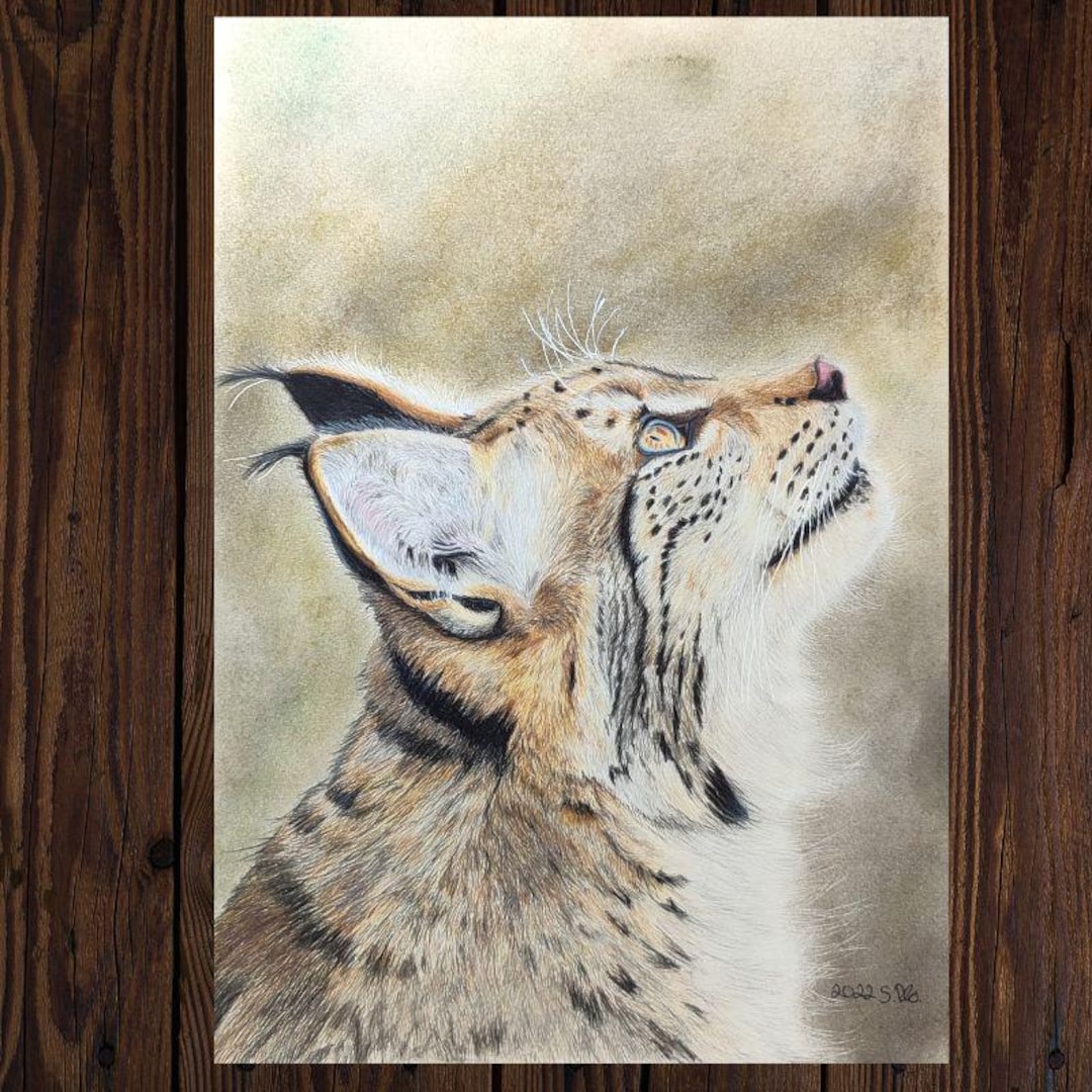 Lynx Colored Pencil Drawing Original, Lynx Pictures, Lynx Painting ...