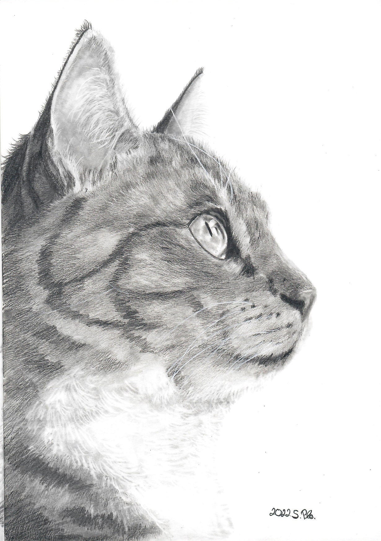 Cat Pencil Drawing A4 Original / Pet Drawn / Animal Drawing / - Etsy
