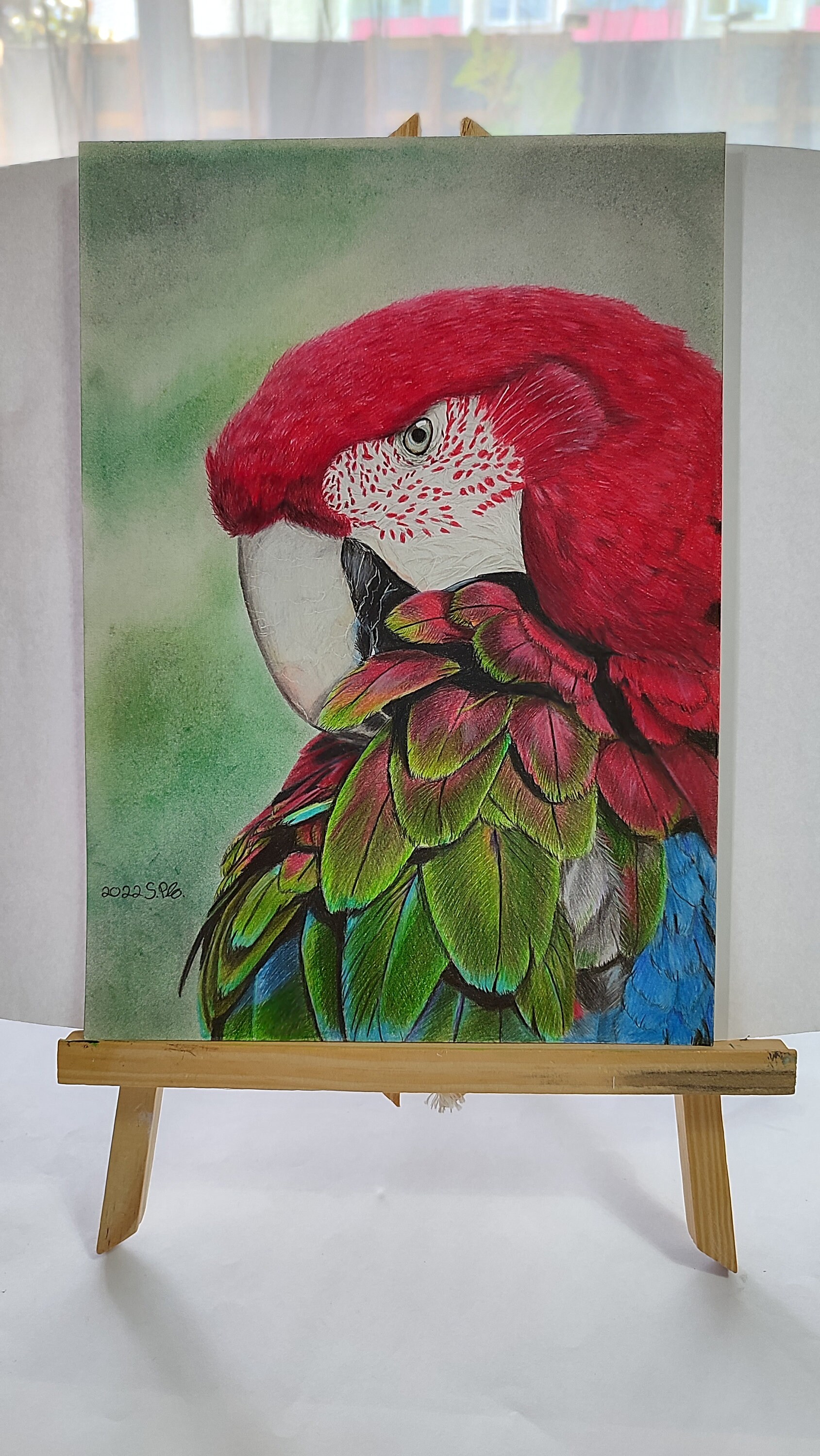 Parrot Crayon Drawings A4 Original Gift Macaw Drawn Wall - Etsy