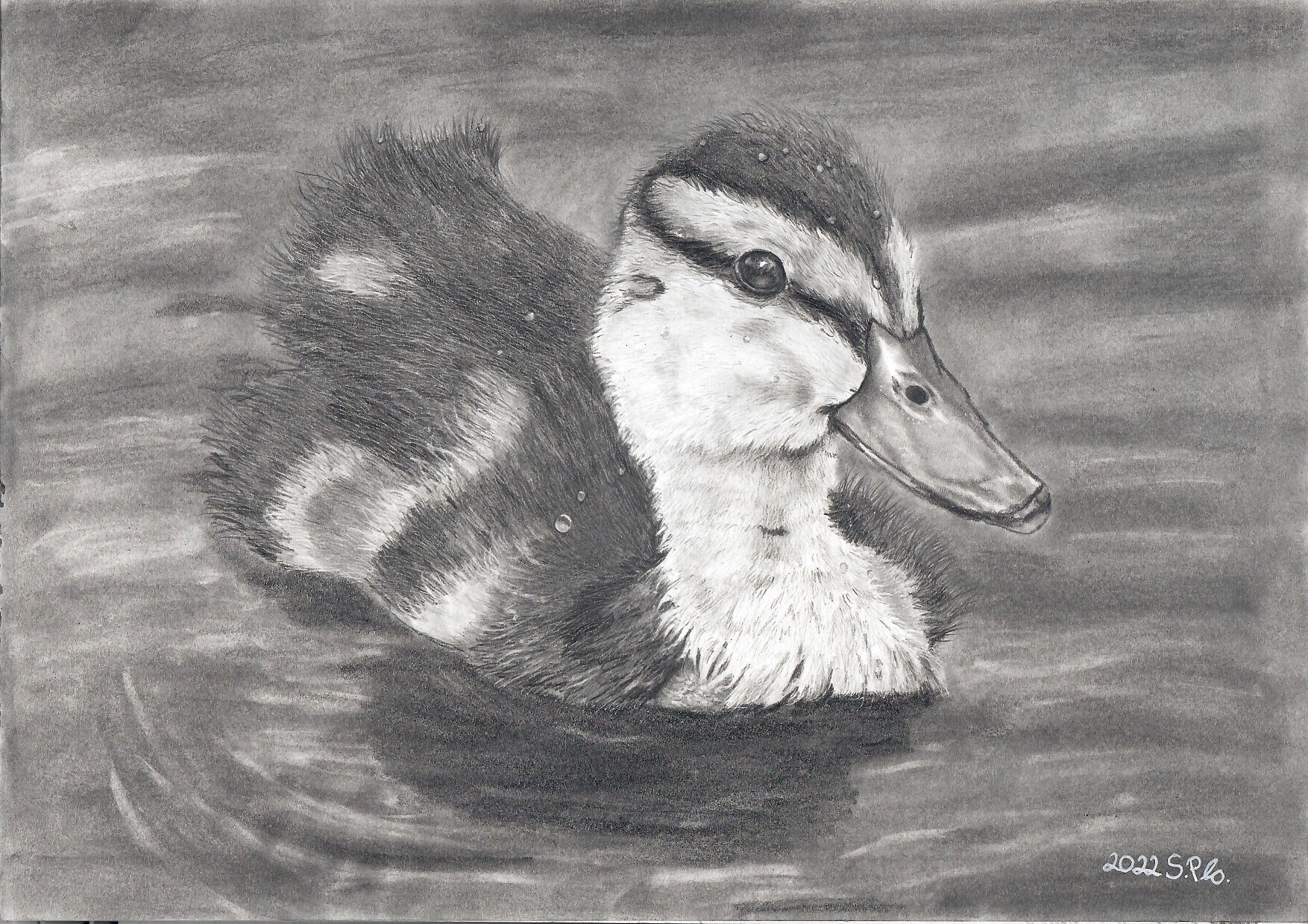 Duck Pencil Drawing A4 Original Duck Drawing Gift Home - Etsy