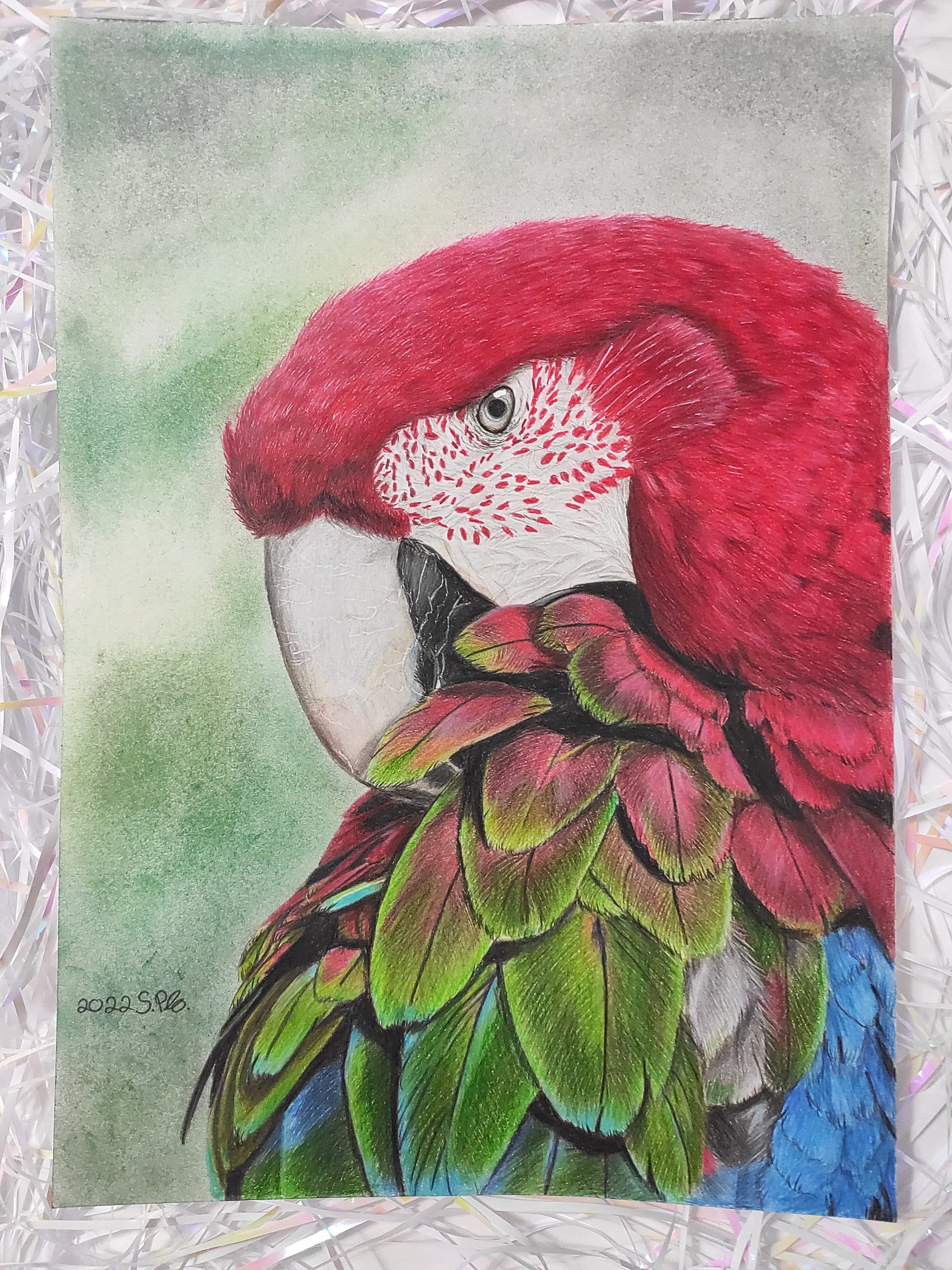 Parrot Crayon Drawings A4 Original Gift Macaw Drawn Wall - Etsy
