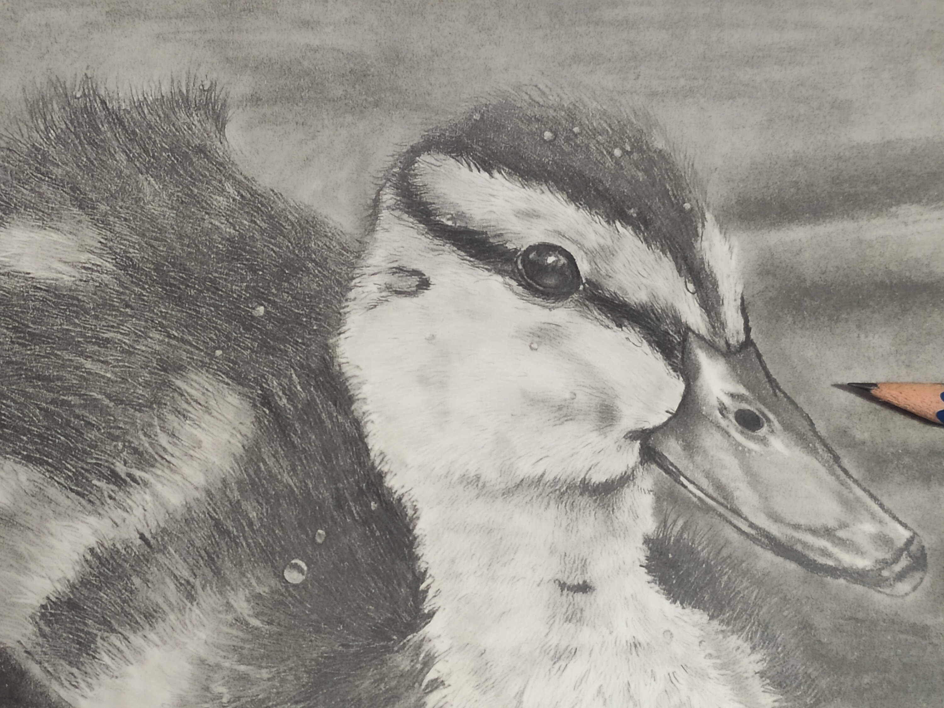 Duck Pencil Drawing A4 Original Duck Drawing Gift Home - Etsy