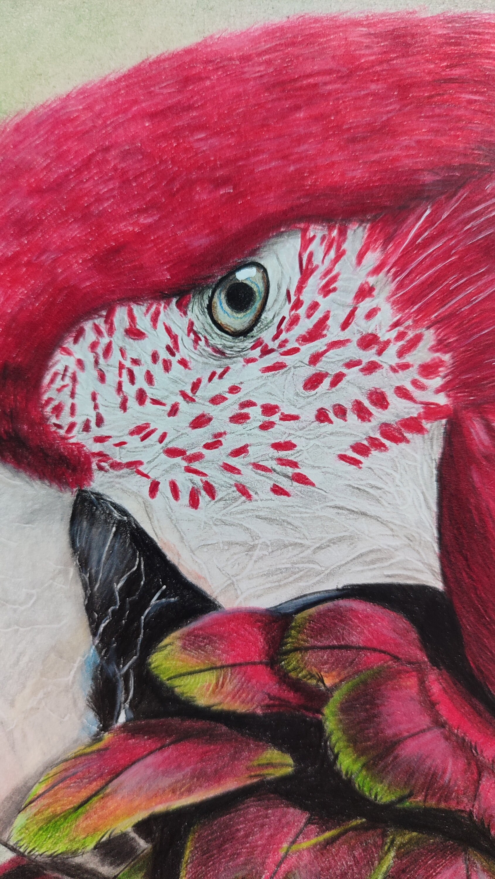 Parrot Crayon Drawings A4 Original Gift Macaw Drawn Wall - Etsy