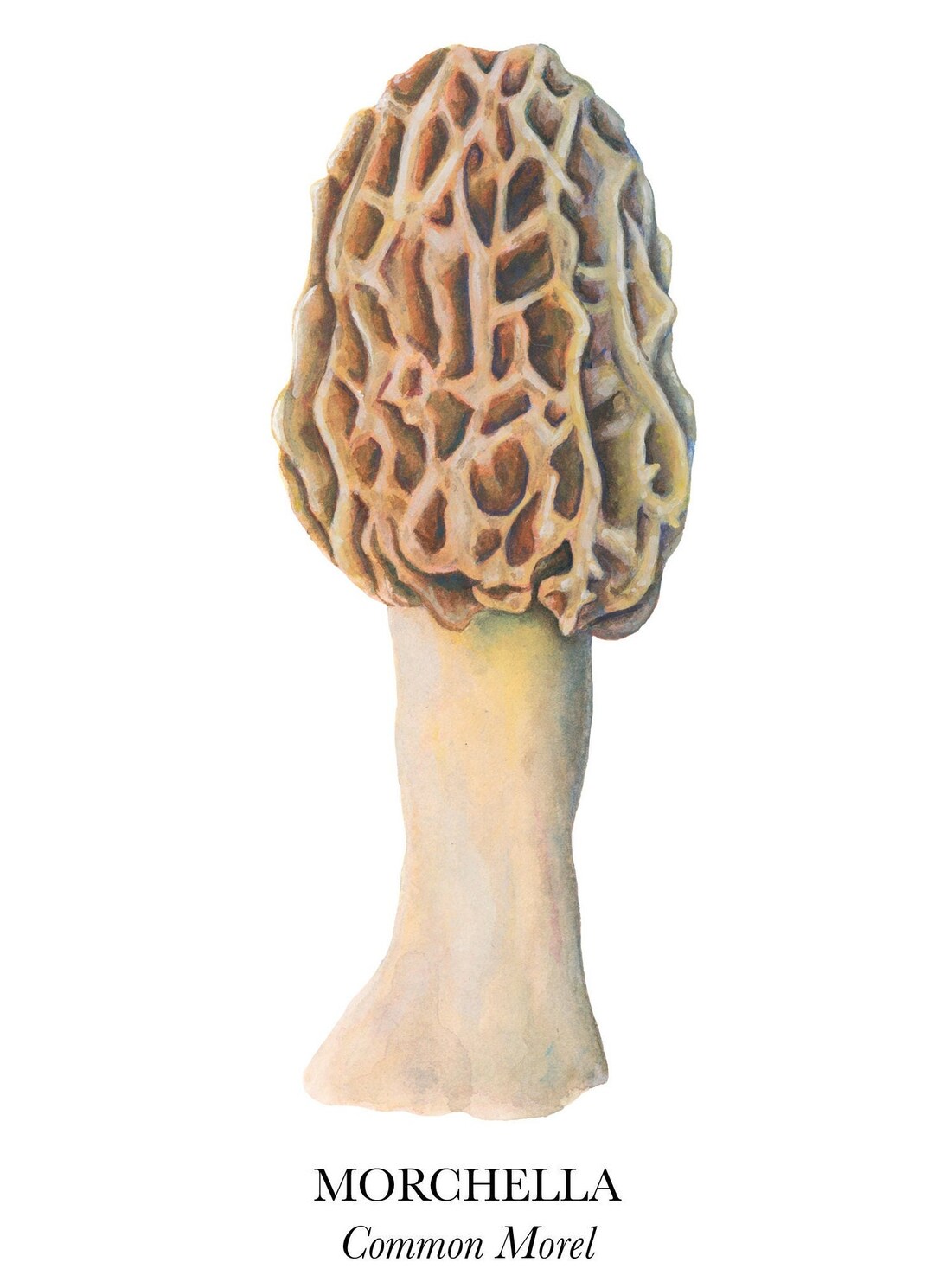 Morel Mushroom Art Print - Etsy