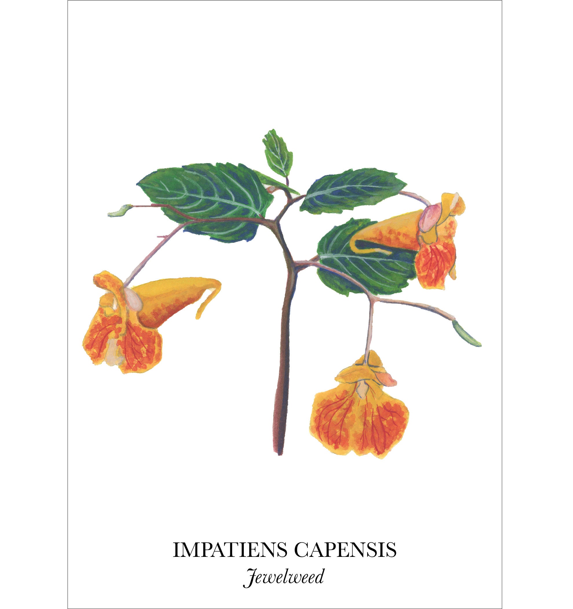 Jewelweed Flower Art Print - Etsy