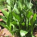 Canna Lilly Plant - Etsy