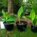 Canna Lilly Plant - Etsy