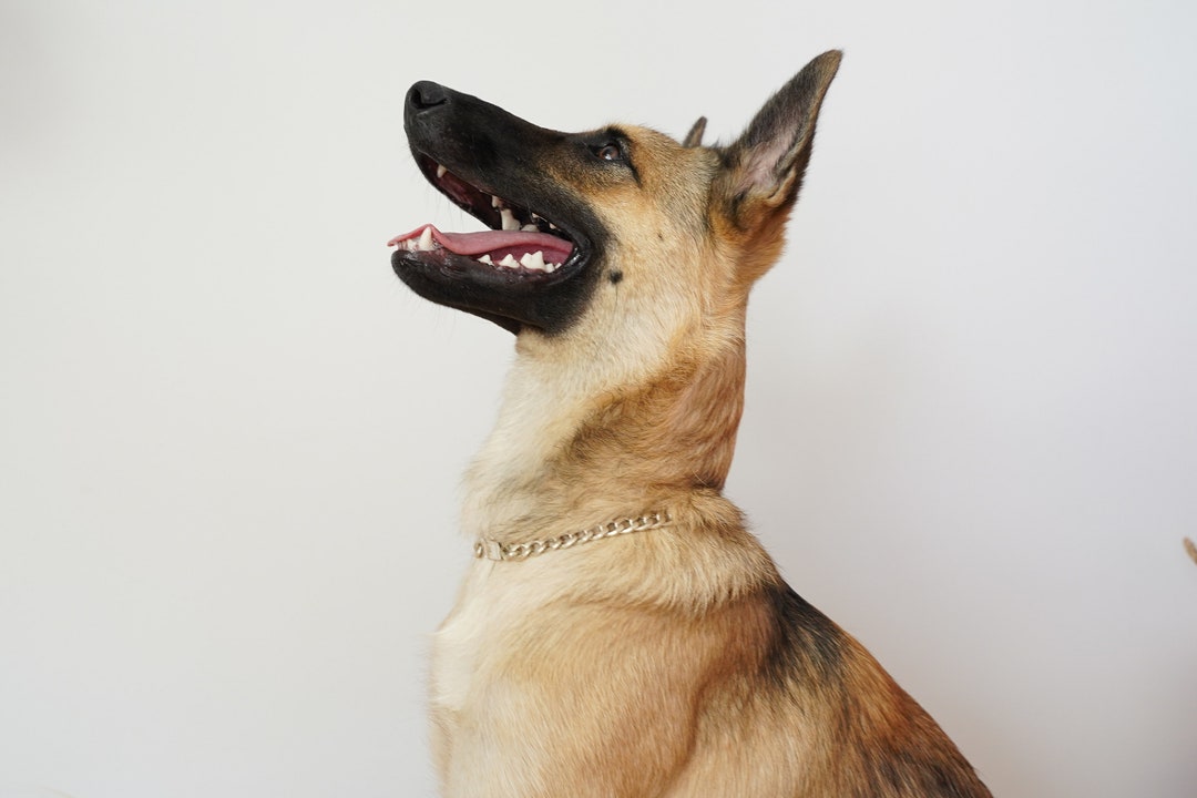 Personalized Sterling Silver Dog Chain Sterling Silver Pet Chain ...