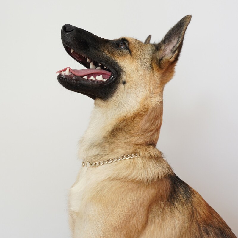 Dog Chain - Etsy