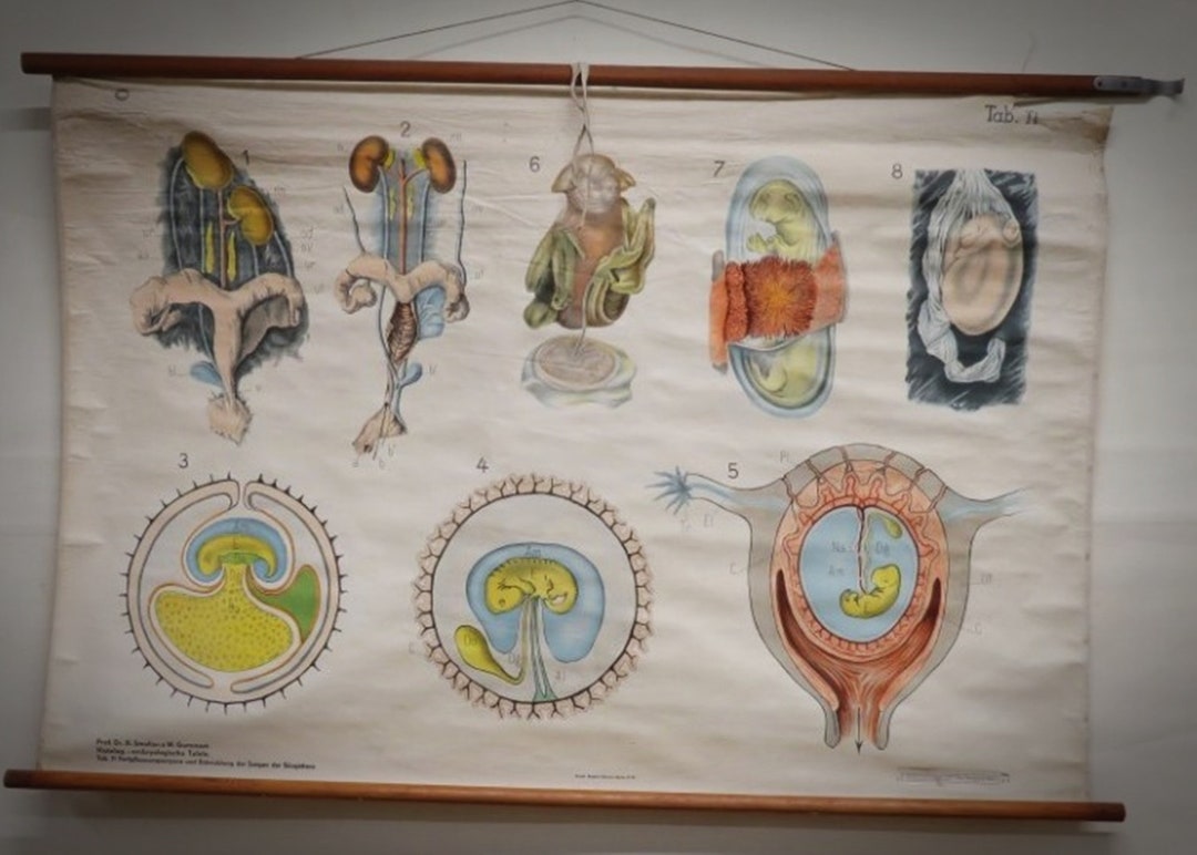 Large Antique School Poster 'development of Mammals' Linen/wood Bogdan ...