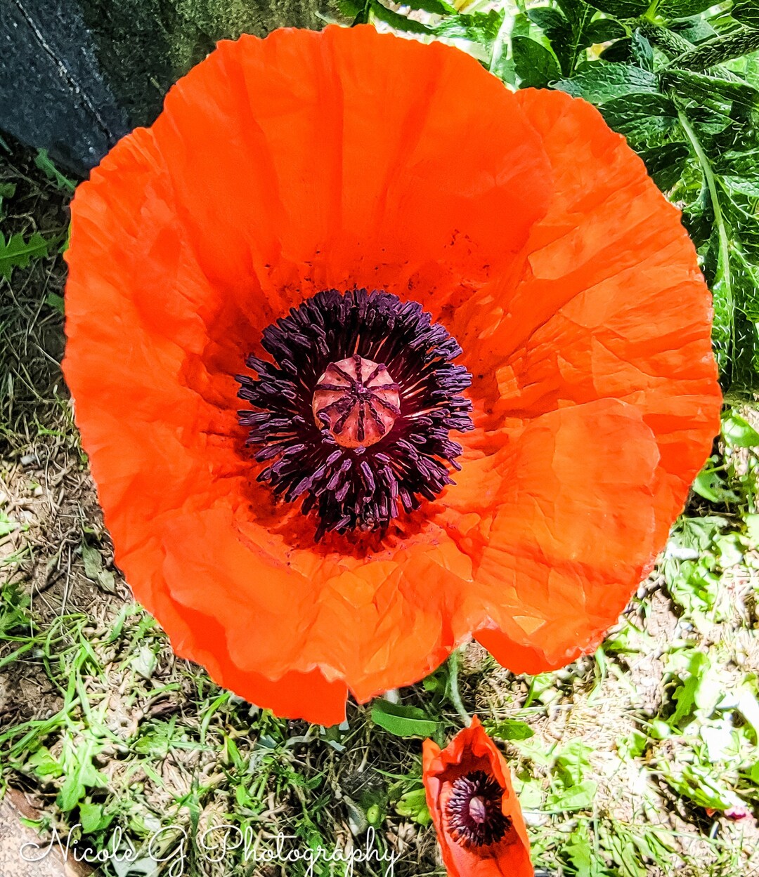 Poppy Eye Fine Art Gallery Print, Poppy Wall Hanging, Poppy Canvas ...