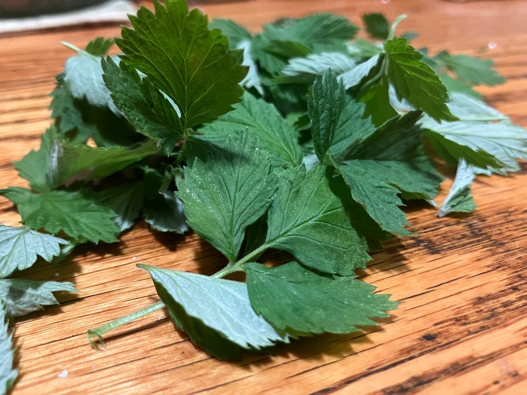 Wild Black Raspberry Leaf - Etsy