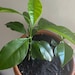 Baby Lemon Tree Plant Grown From Seed - Etsy