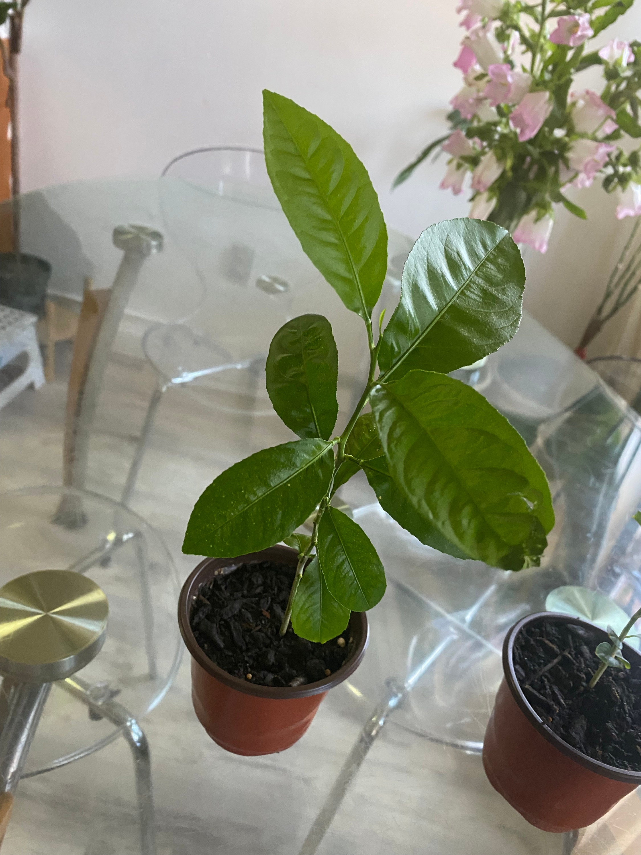 Baby Lemon Tree Plant Grown From Seed - Etsy