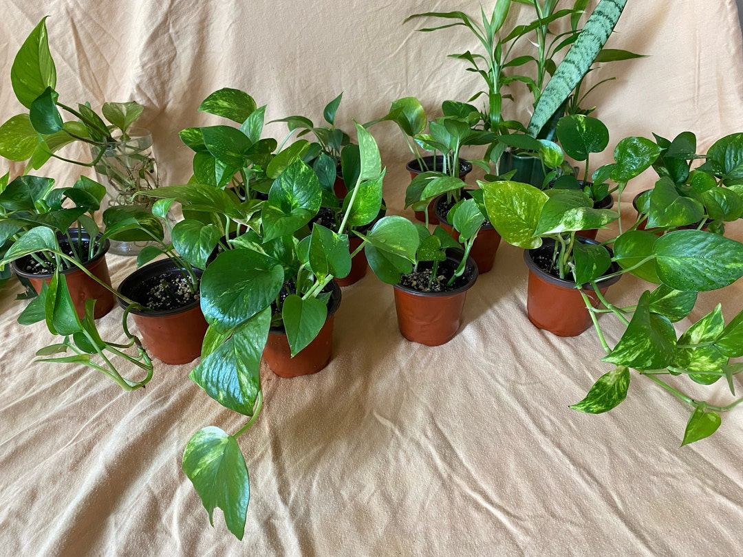 Pothos Plant - Etsy