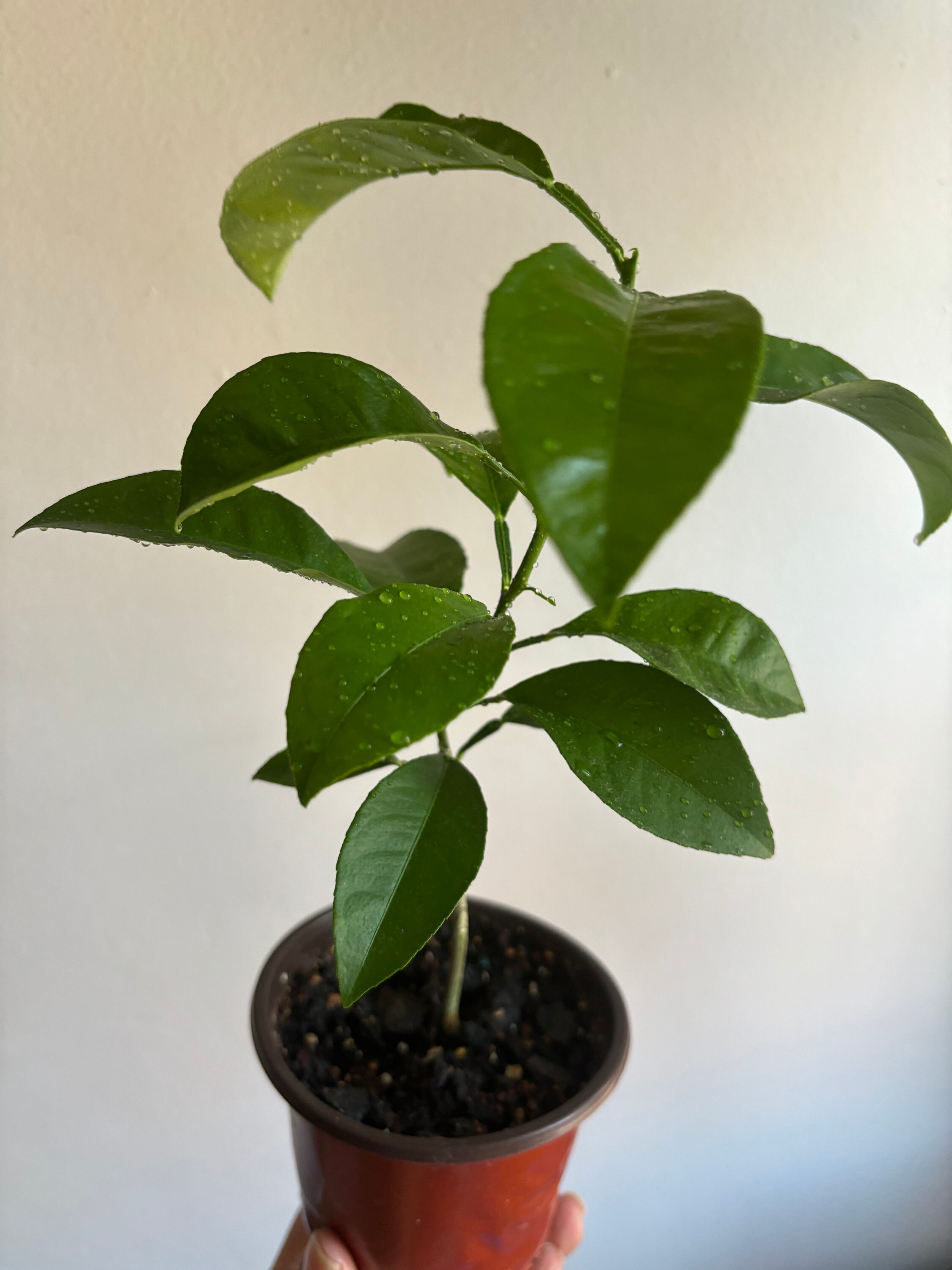 Baby Lemon Tree Plant Grown From Seed - Etsy