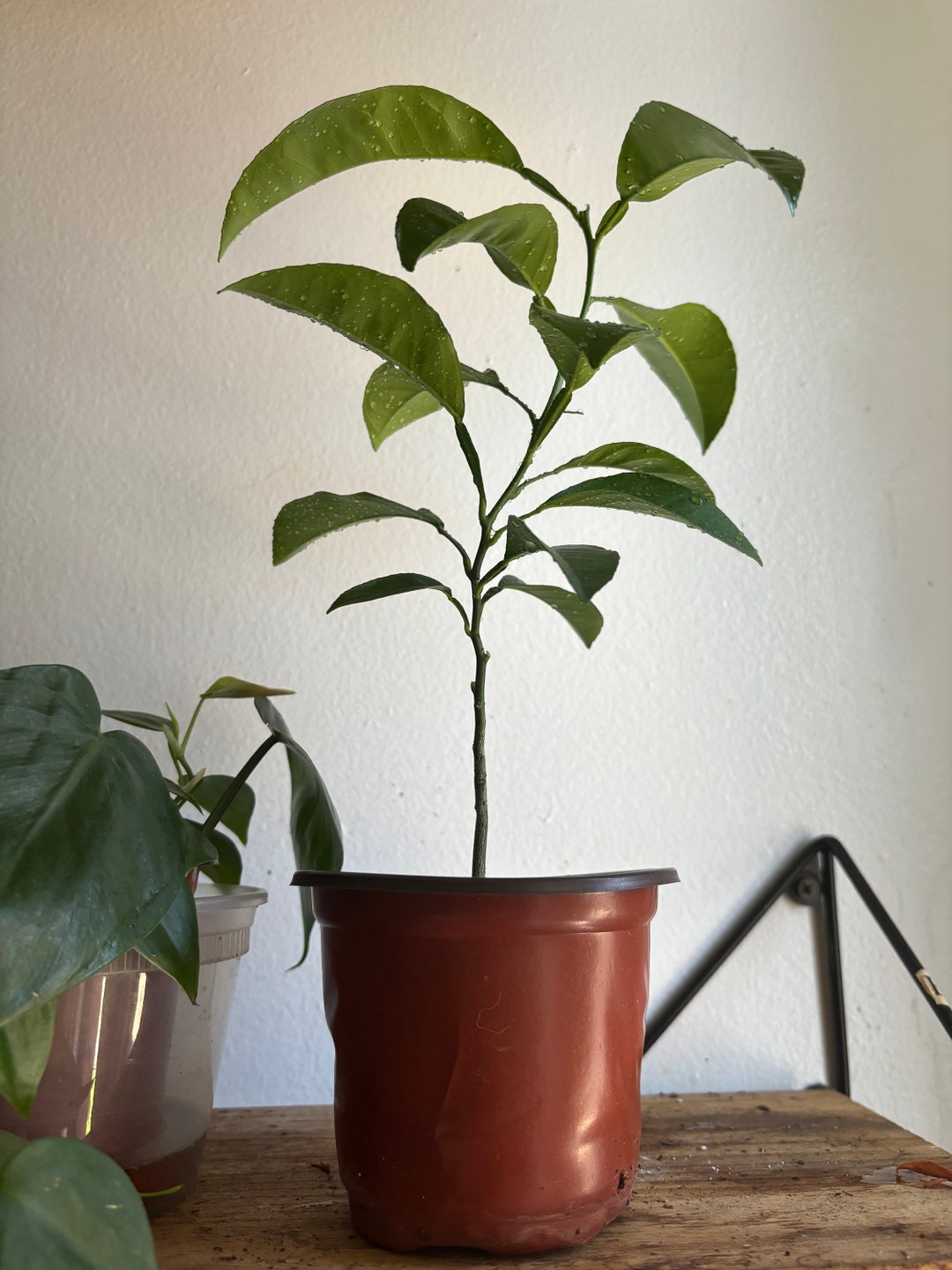 Baby Lemon Tree Plant Grown From Seed - Etsy