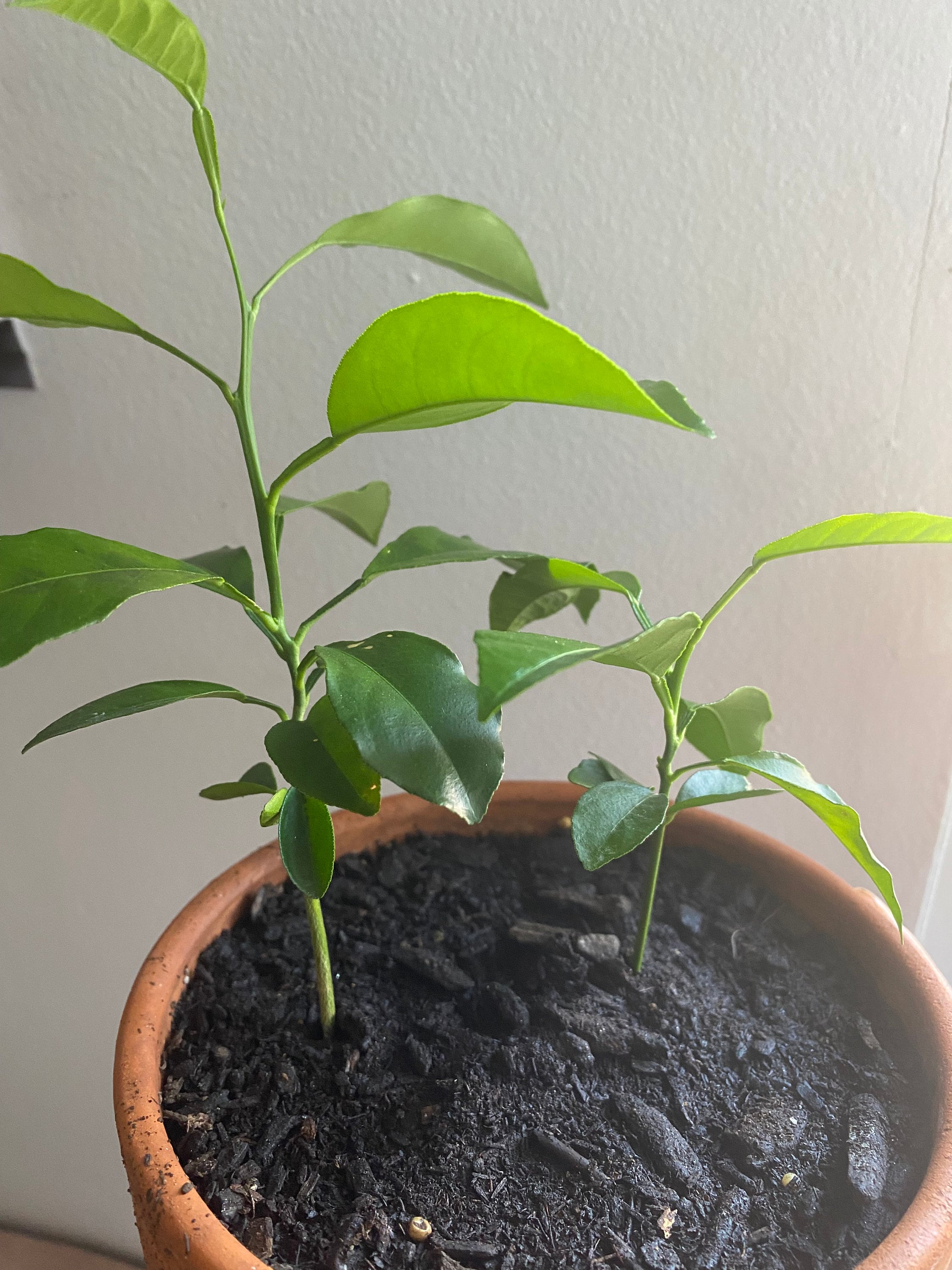 Baby Lemon Tree Plant Grown From Seed - Etsy